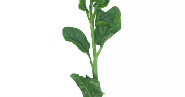 Veg - Di Wang Miao (Min. 500g)